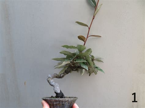 徒長枝を外す 希望ヶ丘盆栽通信