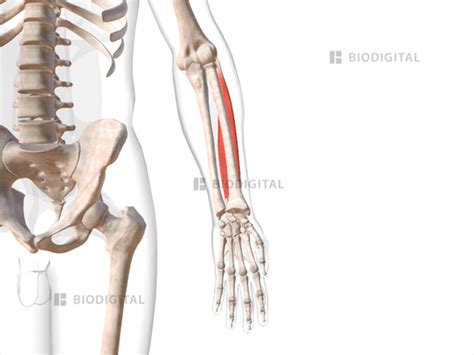 Left Extensor Digitorum Biodigital Anatomy