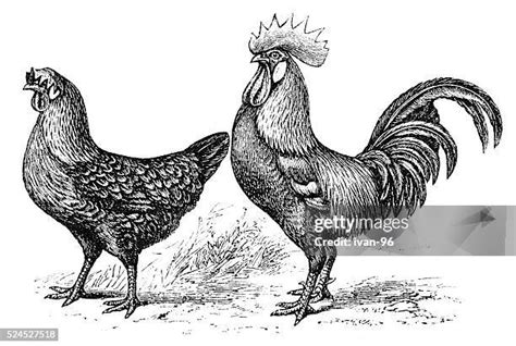 Cockerel High Res Illustrations Getty Images