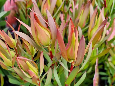 Leucadendron Salignum Cream Delight Leusalcd Conebush 140mm Awesomeplants
