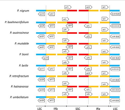 Figure 7 From Comparative Analysis Of The Chloroplast Genomes Of Eight