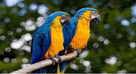 Descubre las 8 ESPECIES de LOROS Más COLORIDAS