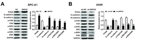 Srpx2 Modulates Emt And Fak Src Erk Pathway A B The Protein Levels