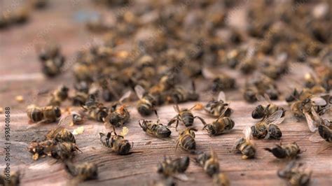 Dead Bees In The Hive Colony Collapse Disorder Starvation Pesticide