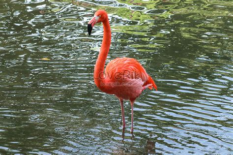 플라밍고 이미지 사진 501304047 무료 다운로드