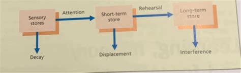 lecture 5 c learning memory and forgetting flashcards quizlet