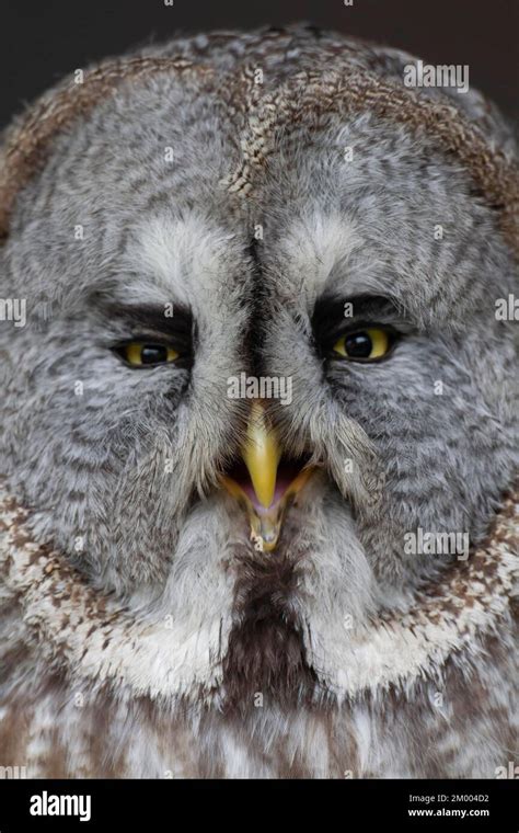 Great Grey Owl Strix Nebulosa Adult Bird Head Portrait England