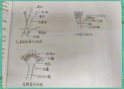 青霉显微镜图片