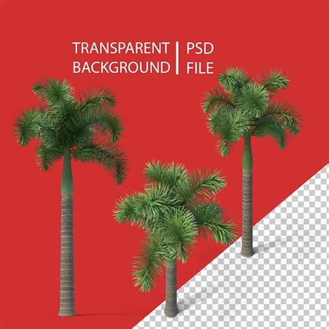 Premium Psd Foxtail Palm Tree Png