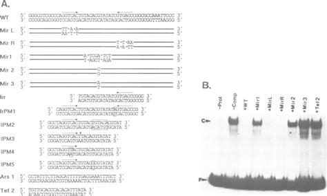 Chemically Synthesized Oligonucleotides Used For Band Shift Analyses