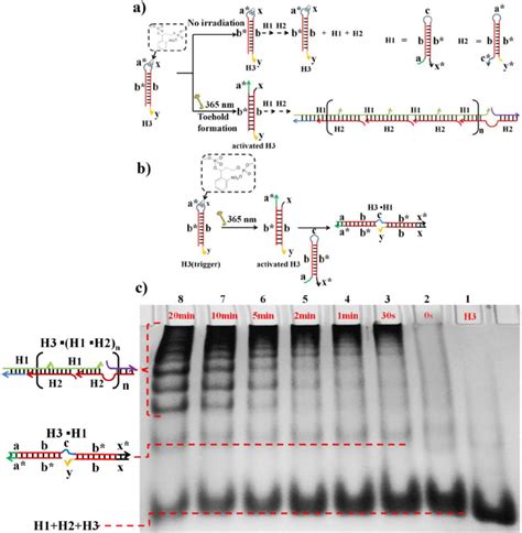 Hybridization Chain Reaction