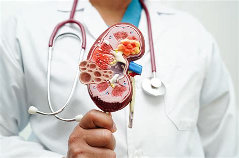 만성 신장 질환 비뇨기과 치료에 대한 의사 보유 모델 비뇨기과 추정 사구체 여과율 Egfr Pyelonephritis에 대한