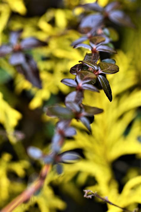 冬の植物図鑑 ②。。。！ By 瀬戸のkaze （id：11557133） 写真共有サイトphotohito