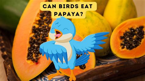 Can Birds Eat Papaya