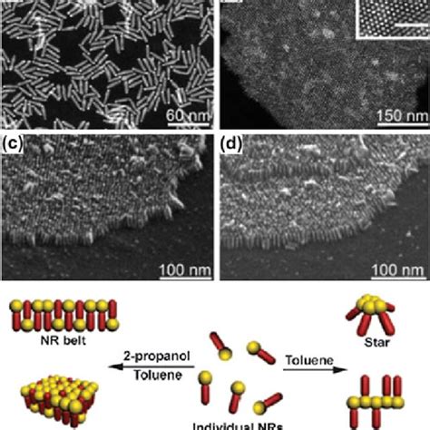 A Scheme For The Synthesis Of Superparticles From Cdse Cds Nanorods