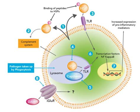 Development Of Immunity In Basal Metazoans Research Outreach