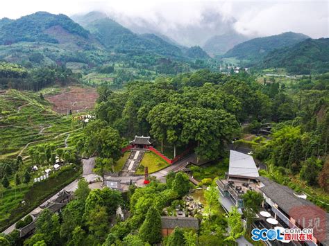 苗圃、荷花已上新！端午期间的中国荥经桢楠王公园有中国式浪漫四川在线
