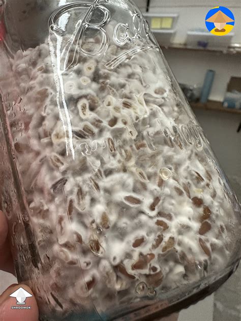 White Blobs On Mushroom Cake Contamination Or Blob Mutation By