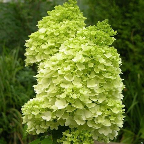 ᐉ Саженец гортензии метельчатой Hydrangea paniculata Mojito Р9 ...
