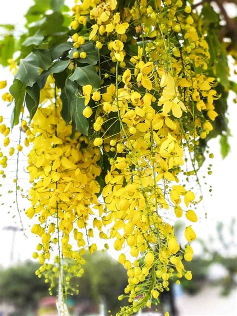 Cassia Fistula Golden Shower Tree Bahavaamaltas Tree Going Greens