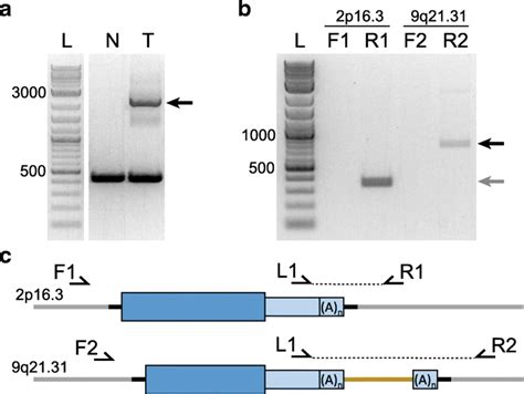 Approaches To Pcr Validation Of Insertions A Agarose Gel Download