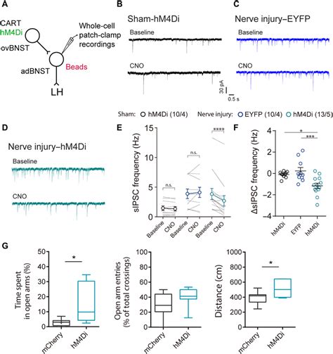 Involvement Of Enhanced Excitability Of Ovbnst Cart Neurons In