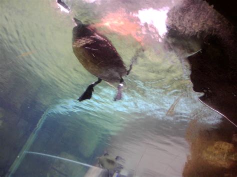 Three Pittsburgh Aviary Photos