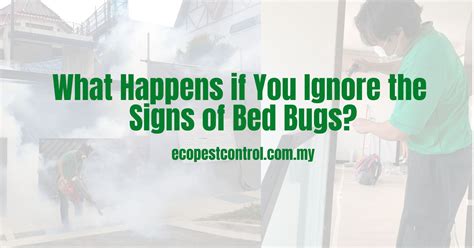 What Happens If You Ignore The Signs Of Bed Bugs
