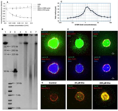 1kb Dna Ladder Thermo Fisher Bioz