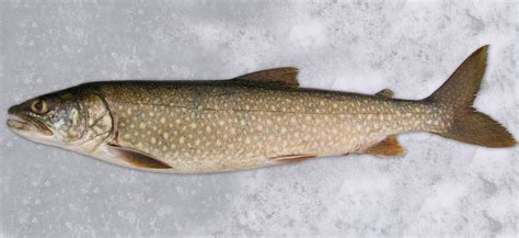 Lake Trout Species Fandopedia Wiki Fandom