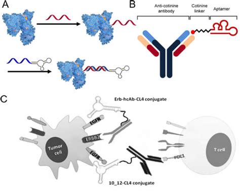 Aptamer Drug Conjugate Apdc Current Research Progress Biopharma Peg