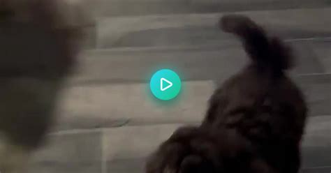 Dory The Labradoodle First Groom Album On Imgur