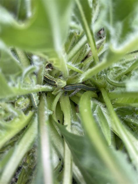 Sphinx Moth Larvae In The Oenothera Cespitosa R Nativeplantgardening