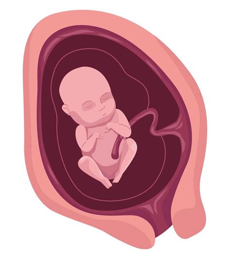 Fetus With Four Months 4713496 Vector Art At Vecteezy