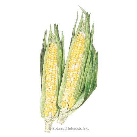 Ambrosia Sweet Corn Seeds Botanical Interests