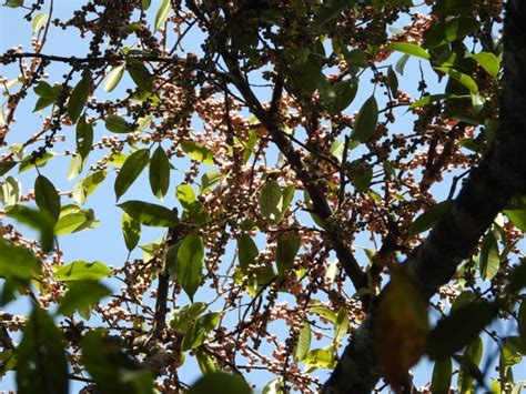 Ficus Eflora Of India