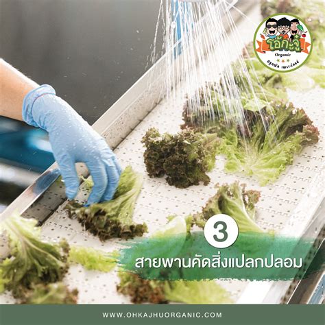สวนผัก โอ้กะจู๋ พิถีพิถันแค่ไหน ถามใจเธอดู