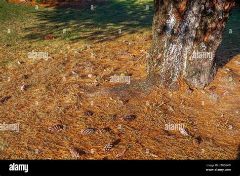 Pine Needles By Tree Trunk Stock Photo Alamy