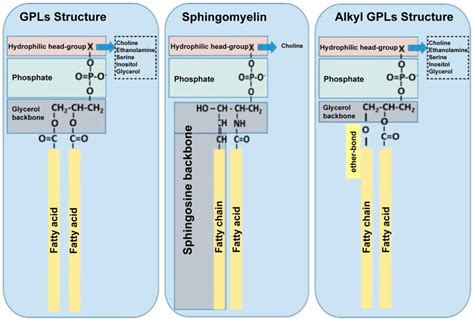 Representation Of Common Phospholipid Structures Glycerophospholipids Download Scientific