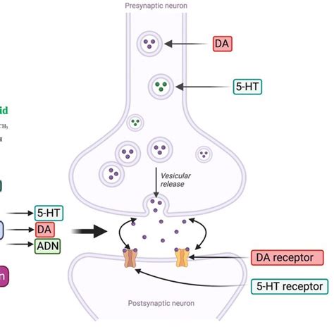 Regulation Of Monoaminergic Neurotransmission Ferulic Acid Increases