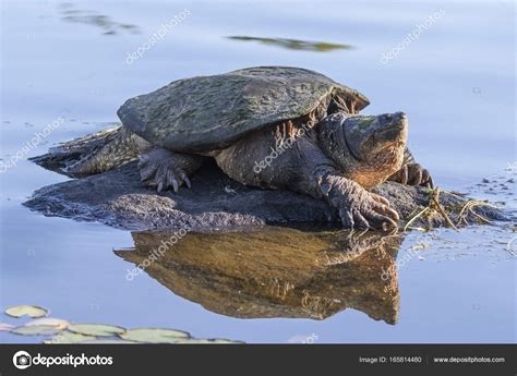 Large Common Snapping Turtle Basking On A Rock Ontario Canada Stock