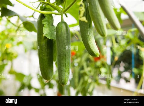 Ripe Cucumbers Growing On A Cucumber Plant Vine In A Greenhouse Uk