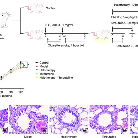 Halotherapy Improves The Pulmonary Pathology In Copd Rats A Flow