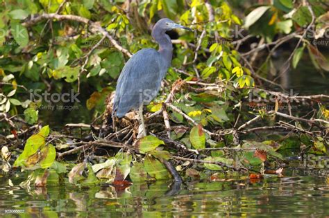 강 운하 Tortuguero 국립 공원 코스타리카의 물가에 서 있는 작은 블루 헤론 0명에 대한 스톡 사진 및 기타 이미지