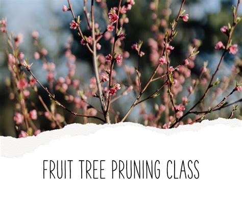Fruit Tree Pruning Class — Yamagami S Garden Center
