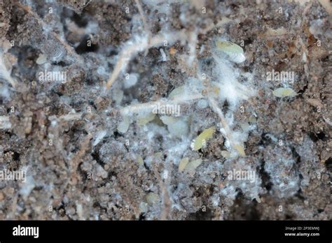 Sugar Beet Root Aphid Beet Root Aphid Pemphigus Fuscicornis A