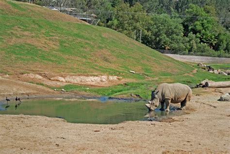 Premium Photo Grazing Rhino