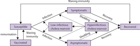 Cholera Transmission Cycle