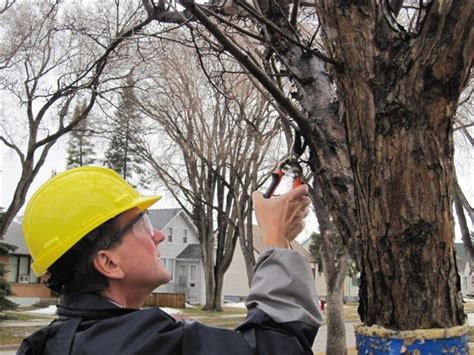 Forestry Training Services How To Prune Apple Trees