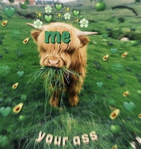 Funny Cow Meme Me Grazing